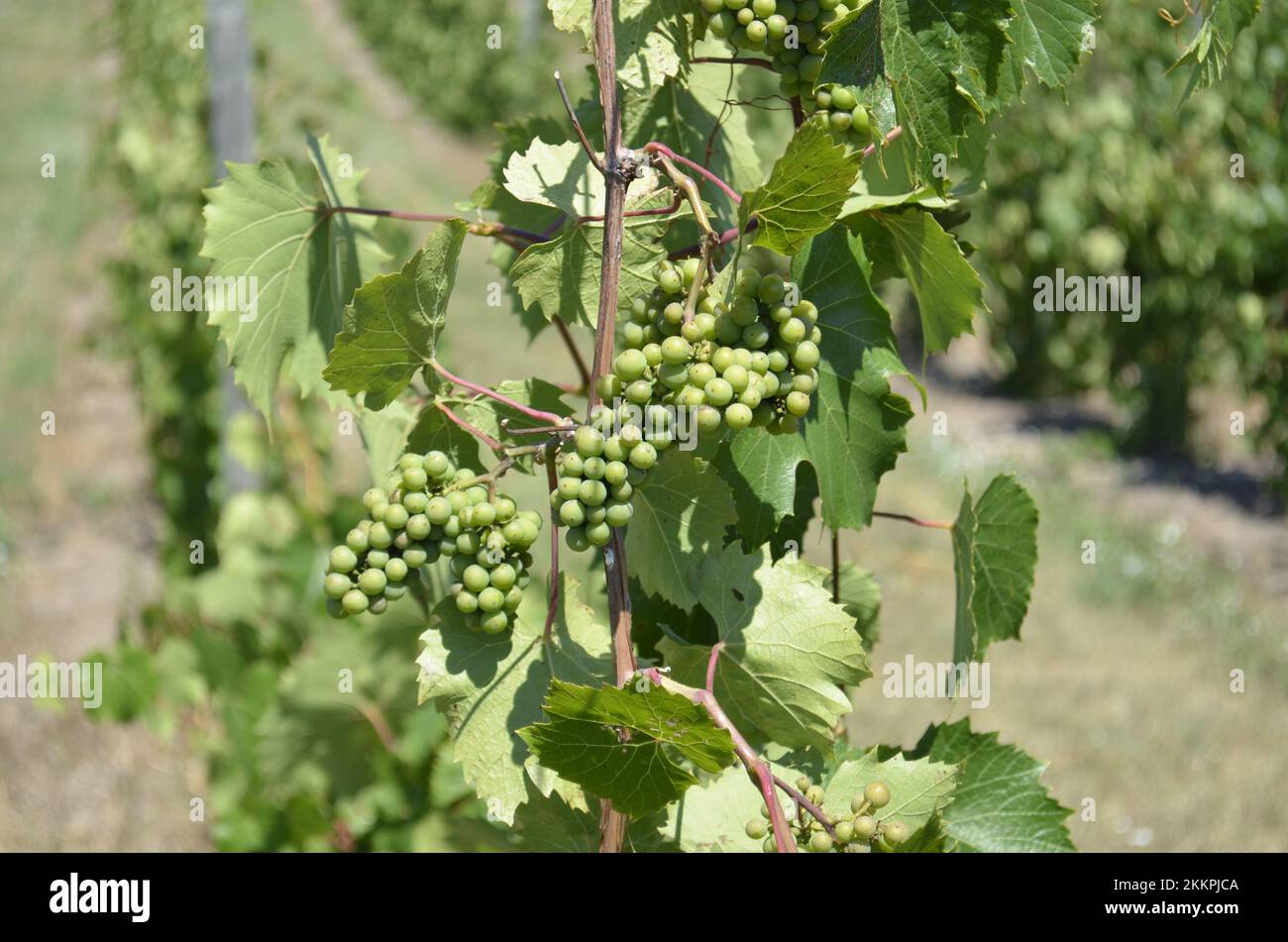Close-up of a bunch of young unripe green grapes growing on a grapevine ...