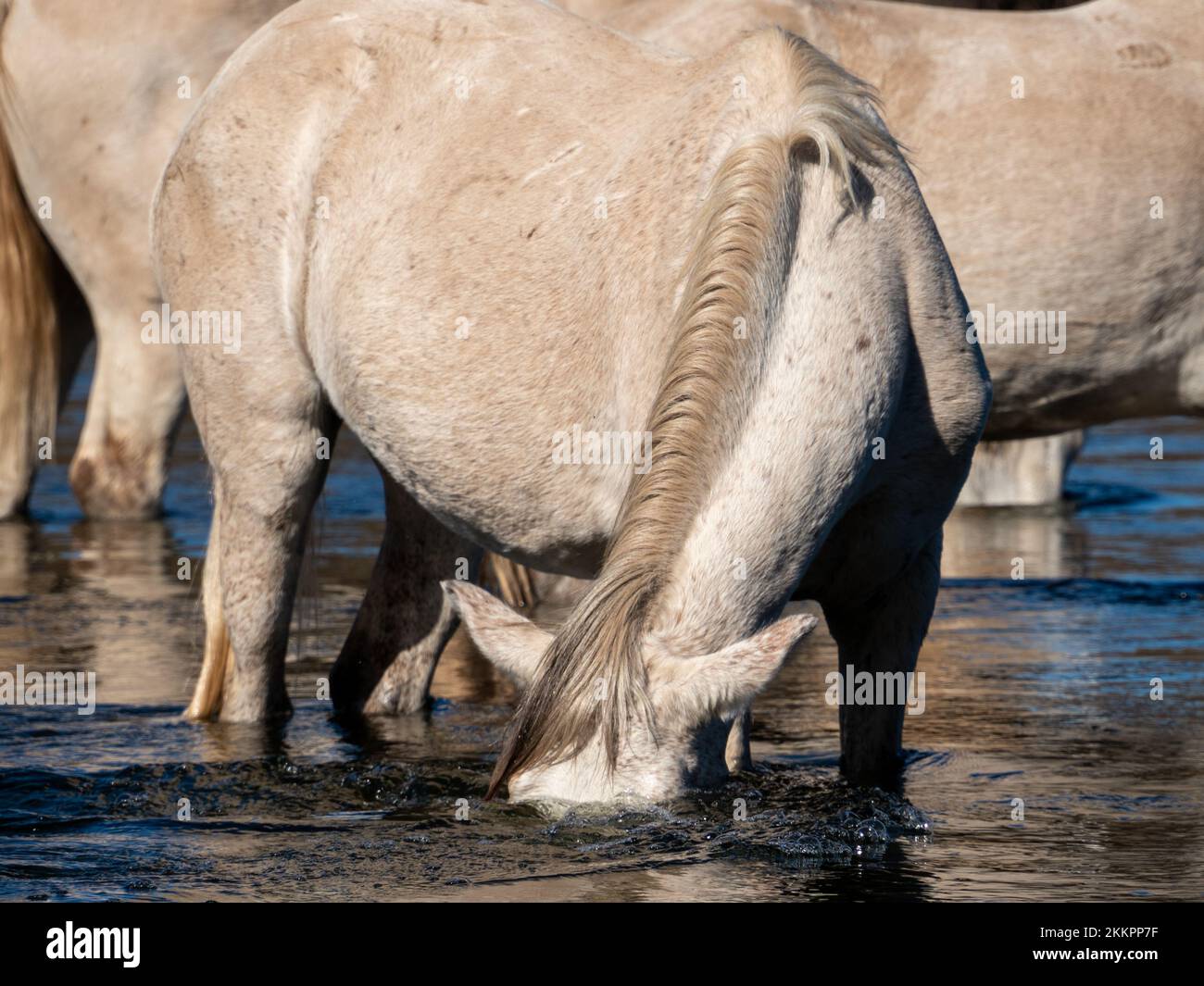 Wild horses graze in Arizona's Salt River on a cool fall day looking ...