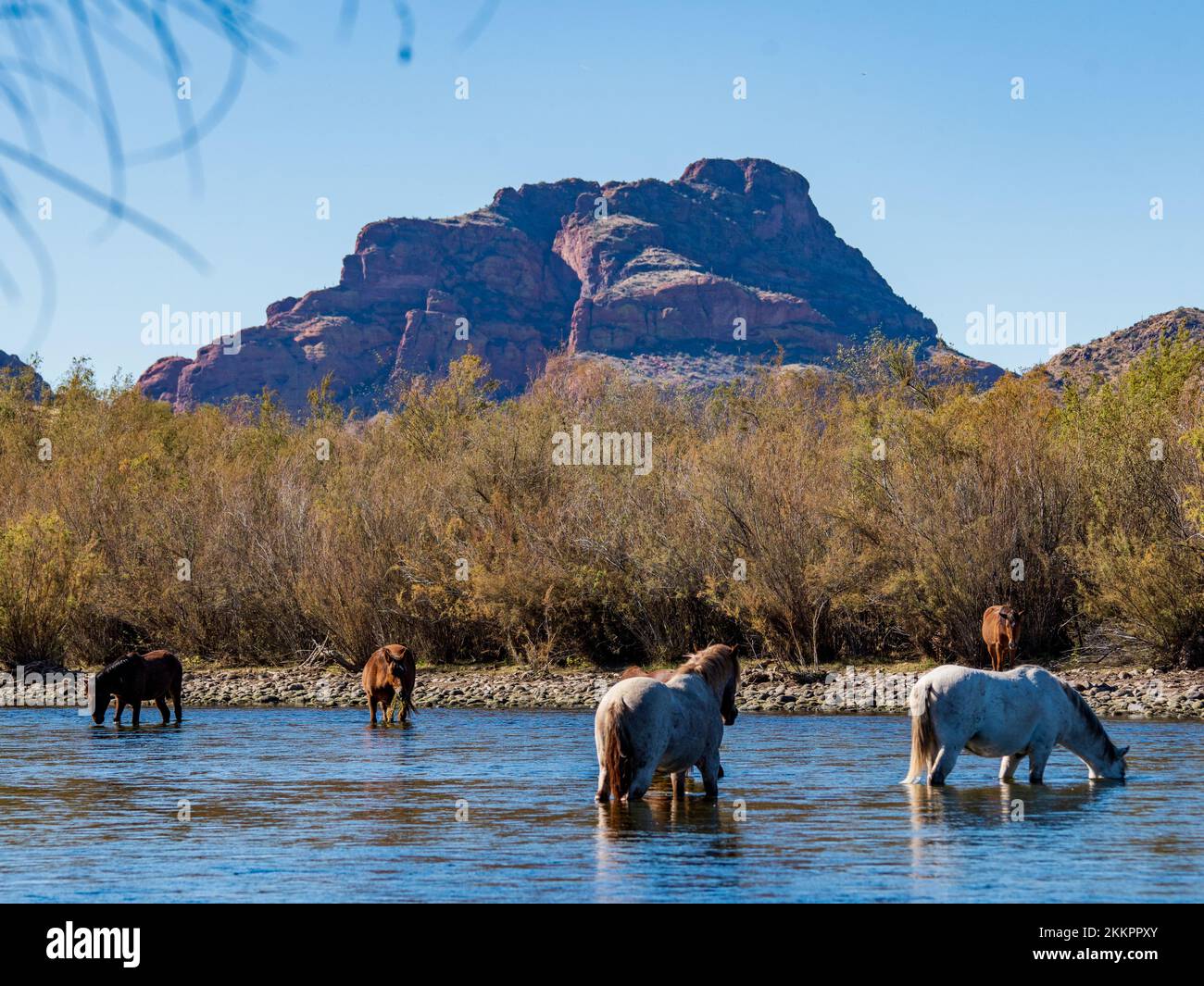 Wild horses graze in Arizona's Salt River on a cool fall day looking ...