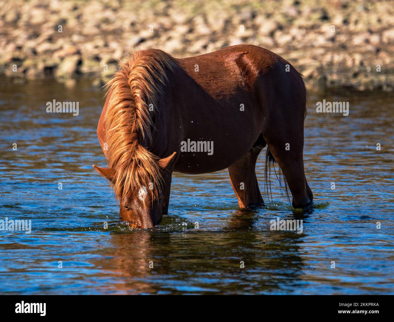 Wild horses graze in Arizona's Salt River on a cool fall day looking ...