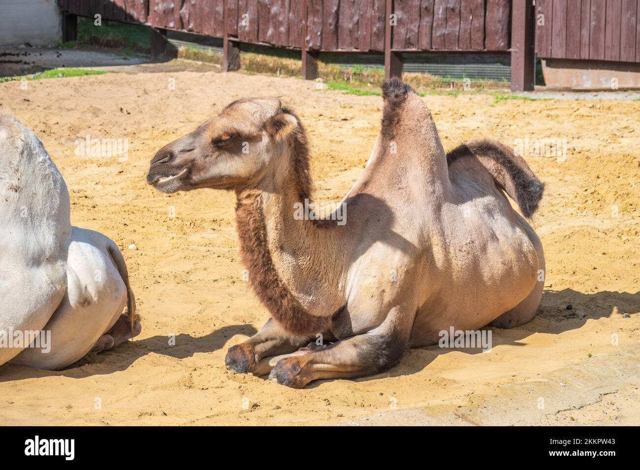 Portrait of a camel resting on sand. Camel laying on the sand resting ...