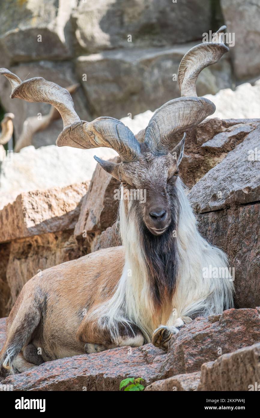 Close-up portrait of Markhor, Capra falconeri, wild goat native to ...