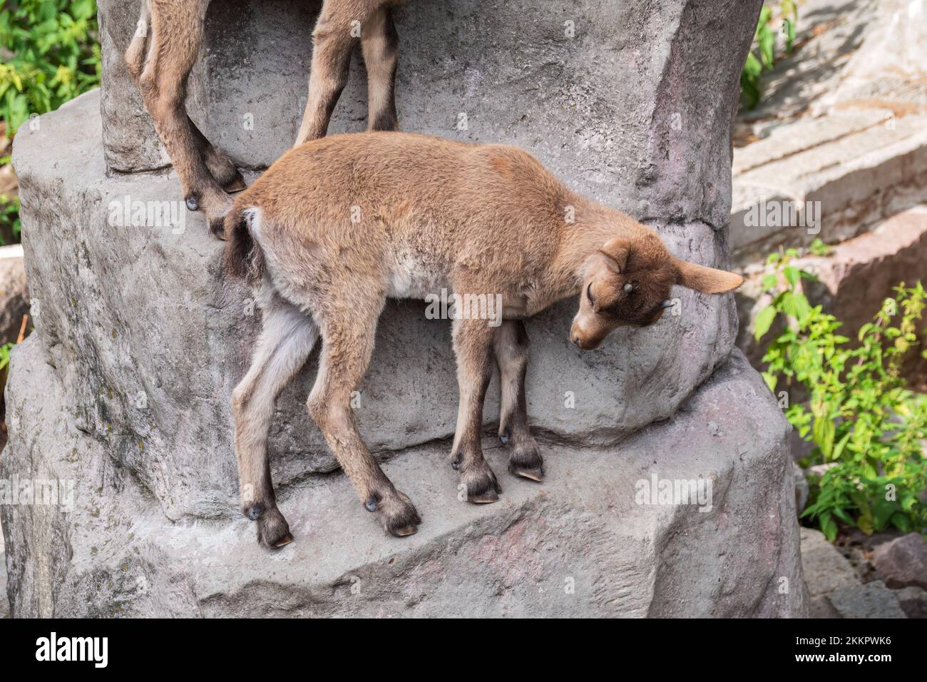 Markhor goatlings jump on the rocks. Markhor, Capra falconeri, wild ...