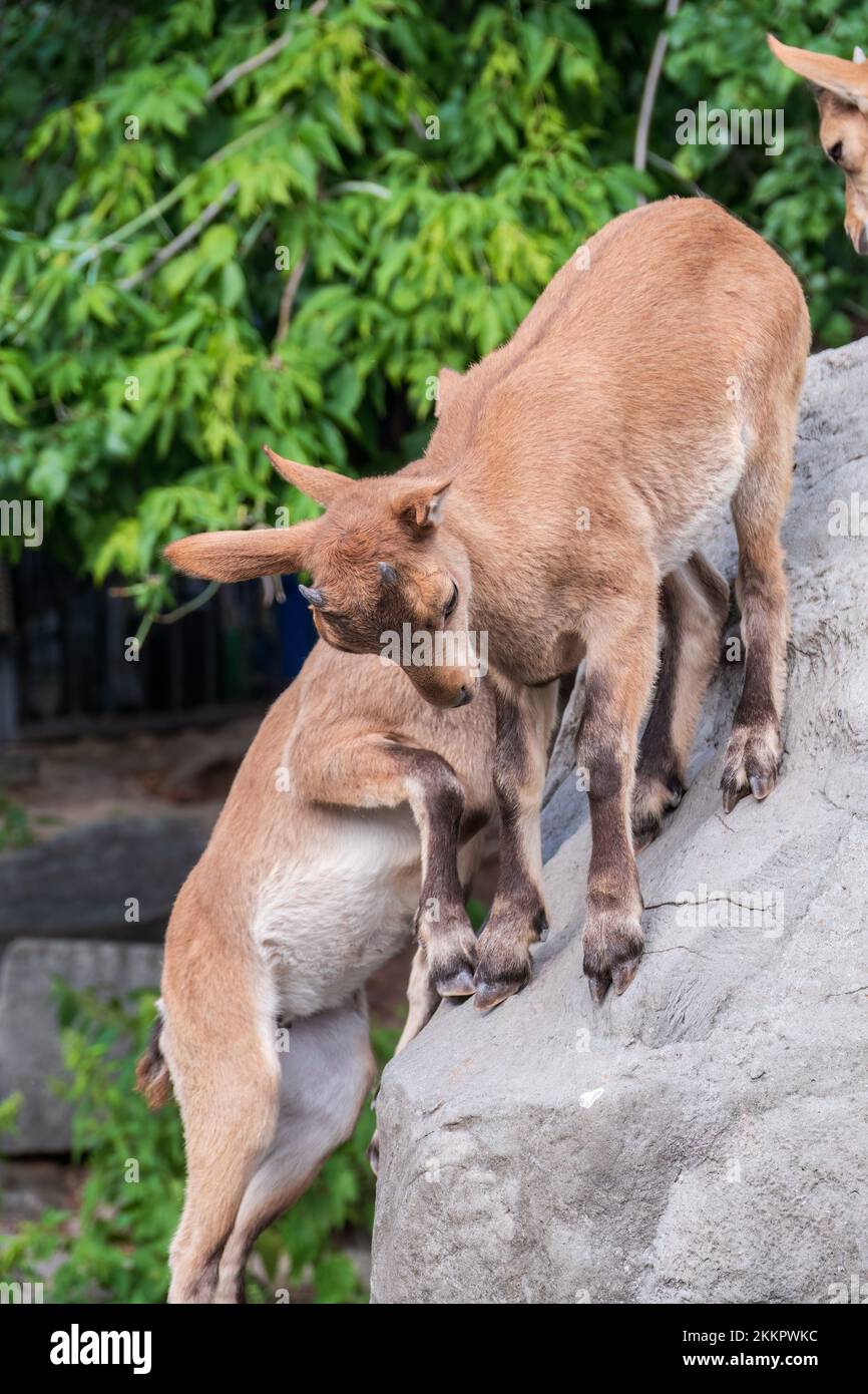 Markhor goatlings jump on the rocks. Markhor, Capra falconeri, wild goat native to Central Asia ...