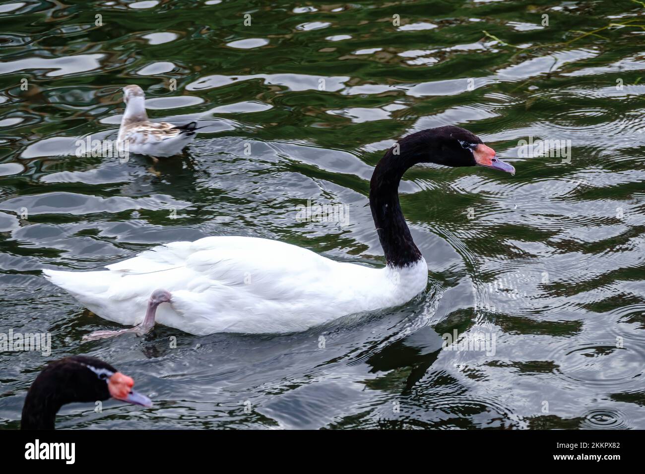 The black-necked swan Cygnus melancoryphus, is a swan that is the ...