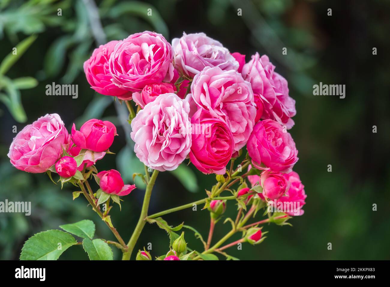 Close-up of a pink rose on green background. Rose flower on background ...