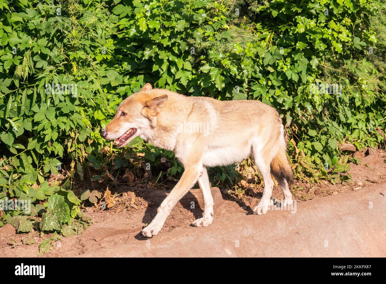 Gray wolf in forest on the green grass. The wolf, Canis lupus, also ...