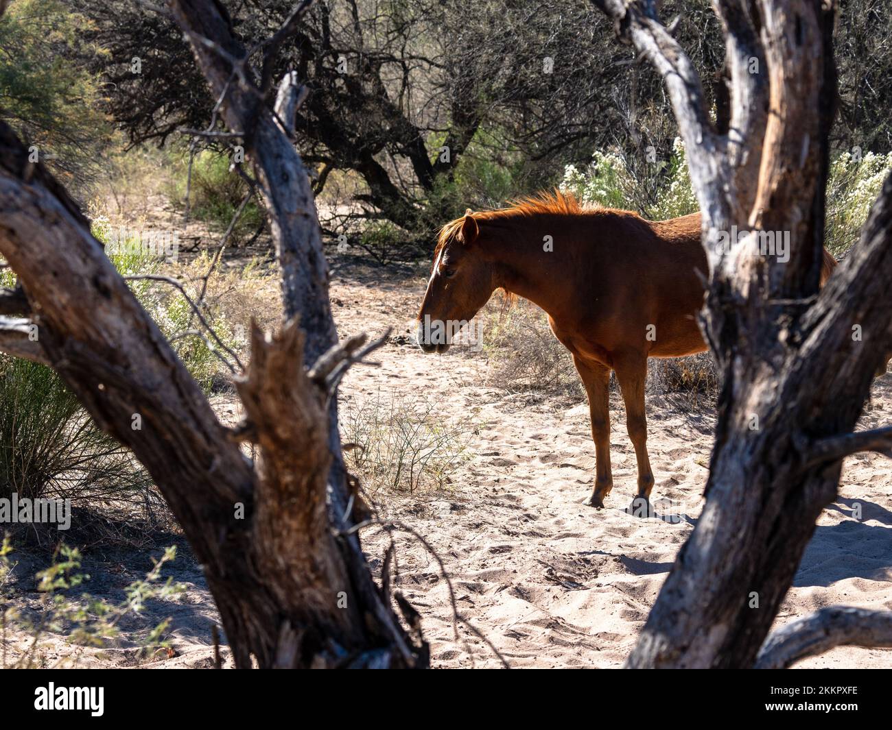 A band of wild horses that reside in the lower Salt River area near ...