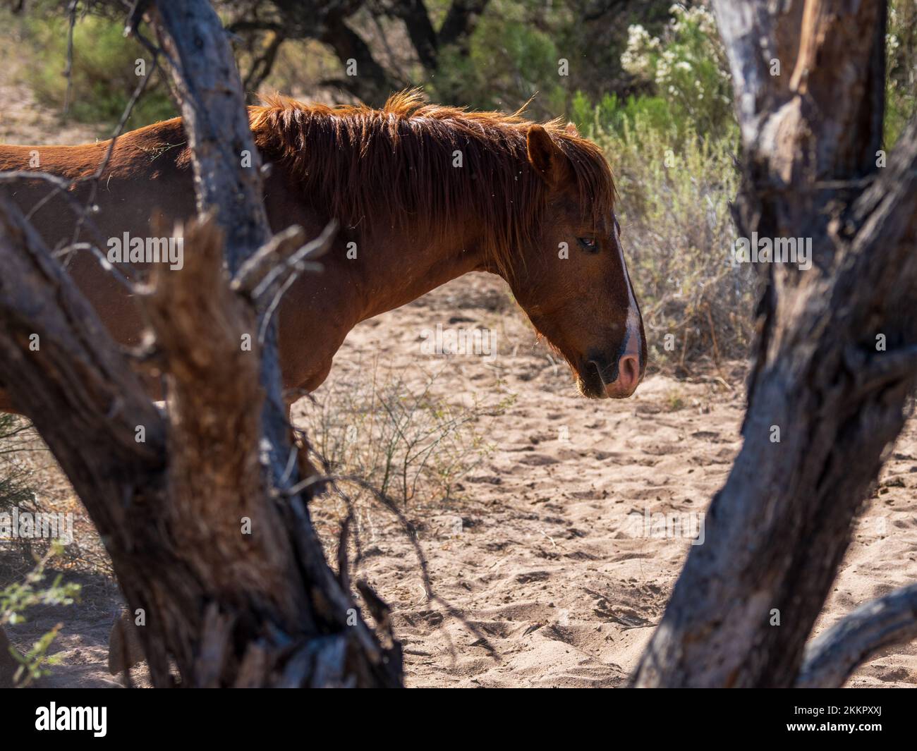 A band of wild horses that reside in the lower Salt River area near ...
