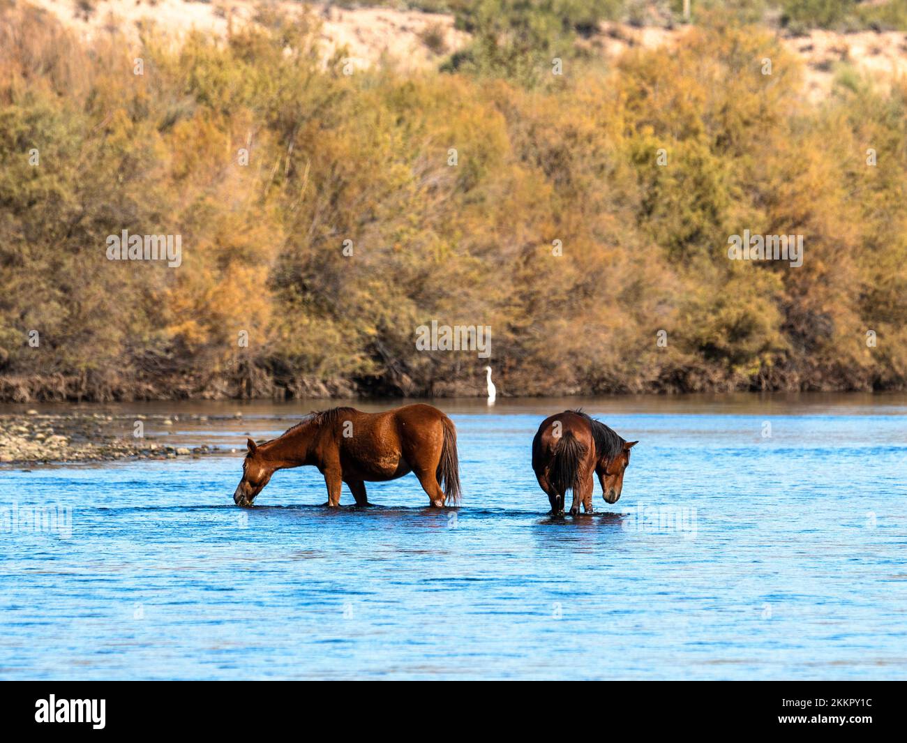 A band of wild horses that reside in the lower Salt River area near ...