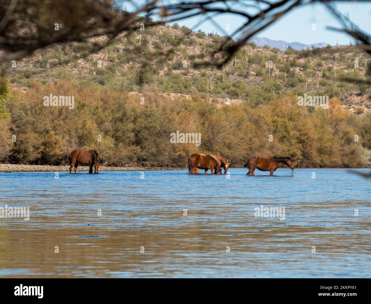 A band of wild horses that reside in the lower Salt River area near ...
