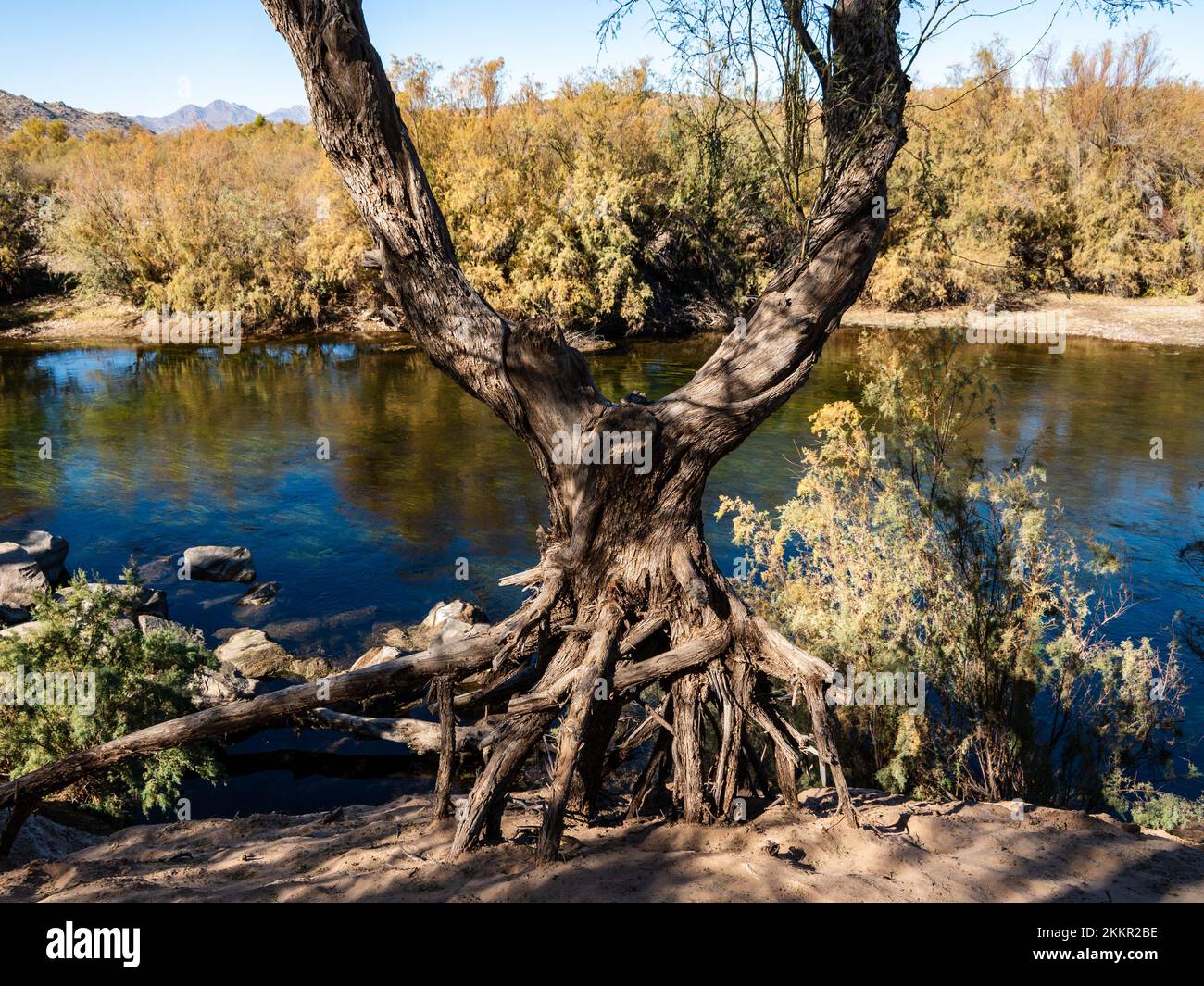 Late fall in the Arizona desert is a magical time where temperatures ...