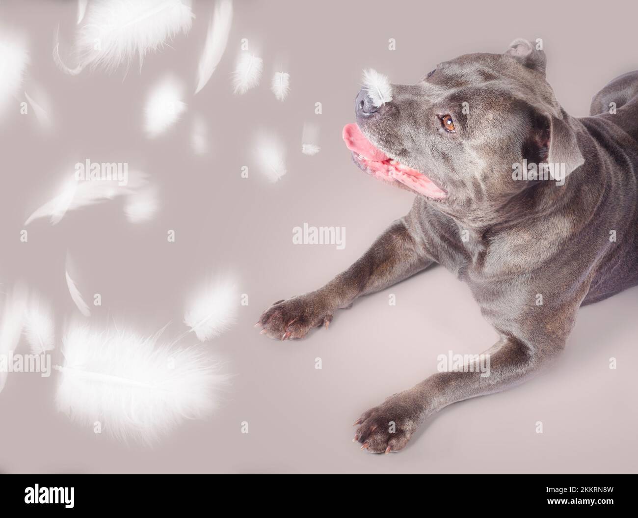 Blue staffie hi-res stock photography and images - Alamy
