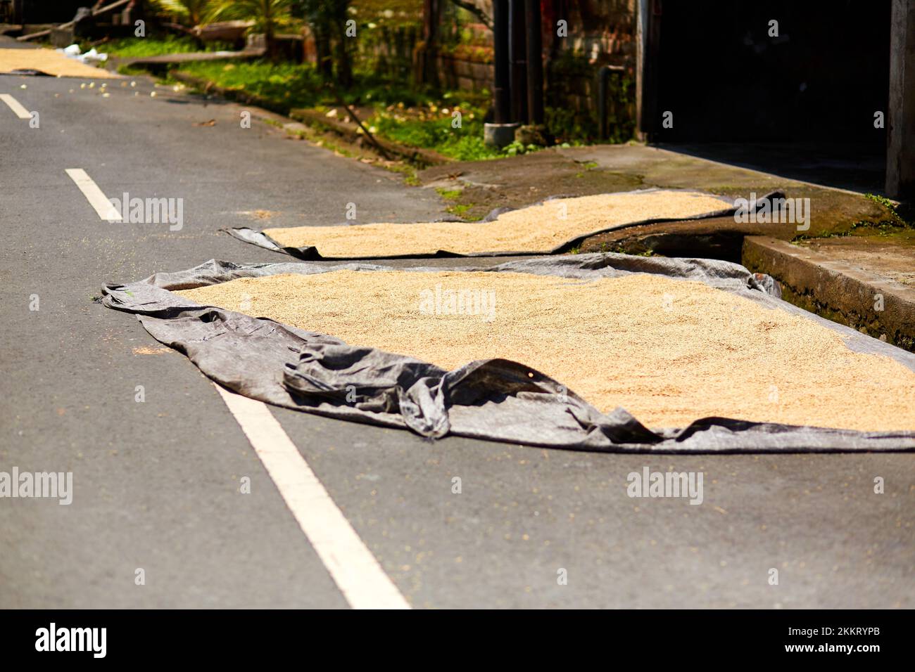 Asians dry rice on a hot day by spreading it out on the road Stock ...