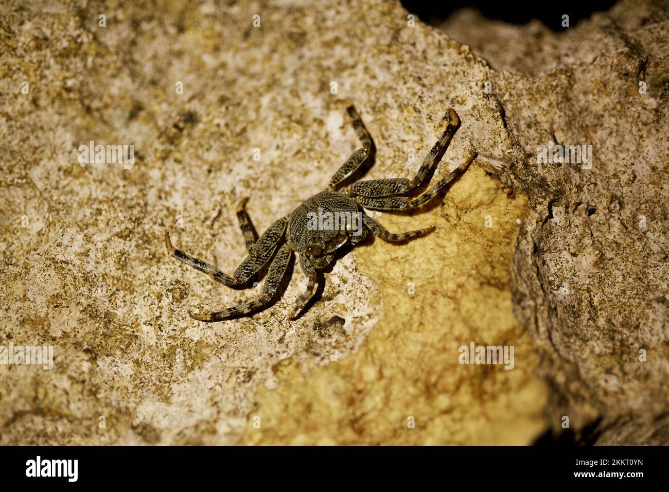 mangrove tree crab photo at night on a rock Stock Photo - Alamy
