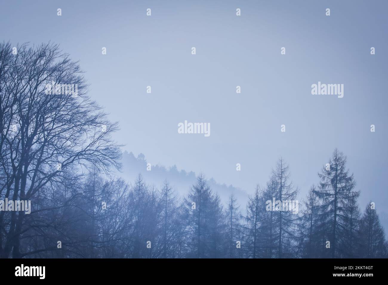 The view of forest trees with dry branches on a cold foggy day Stock ...