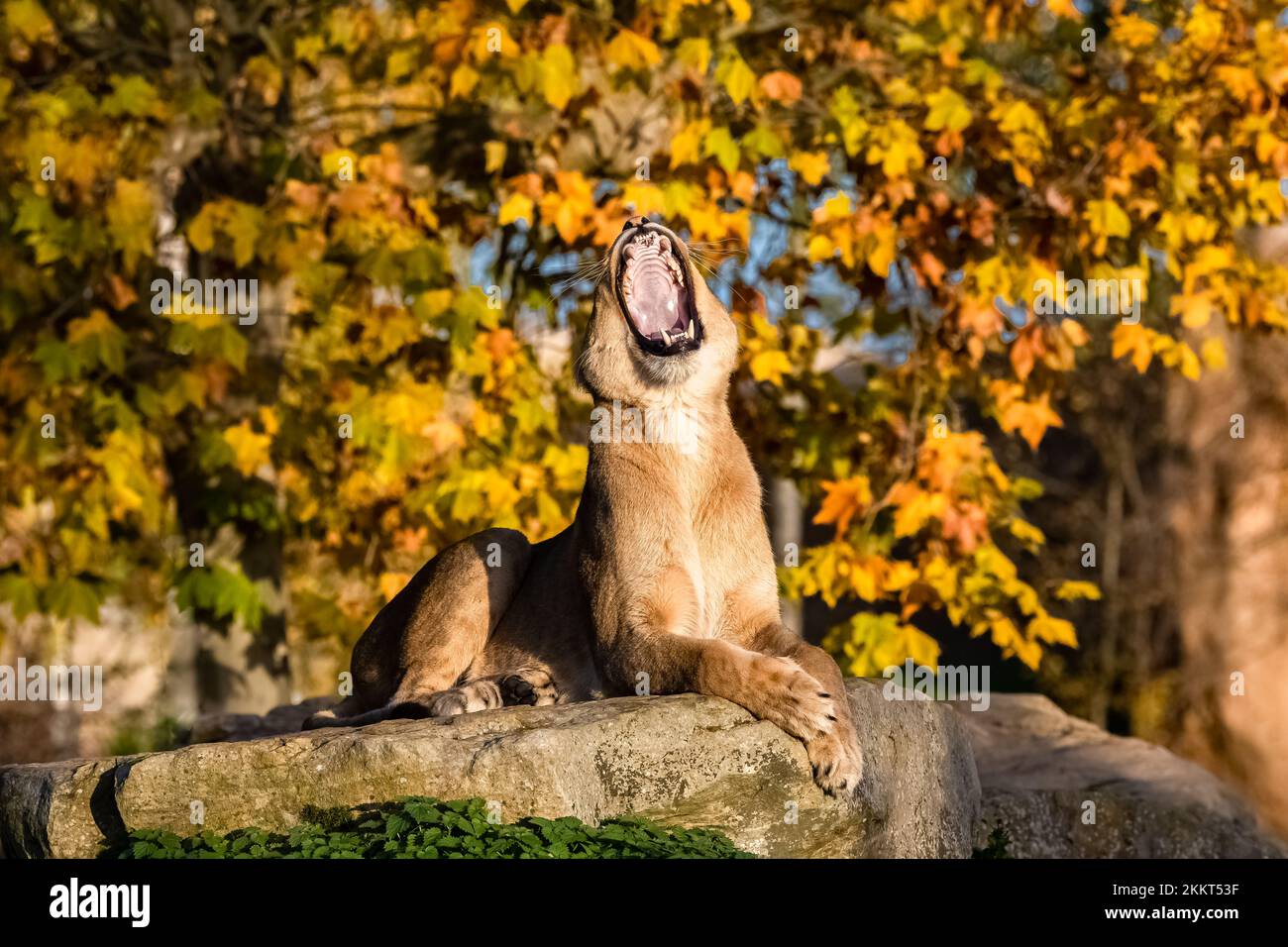 Lioness sitting on rock hi-res stock photography and images - Alamy
