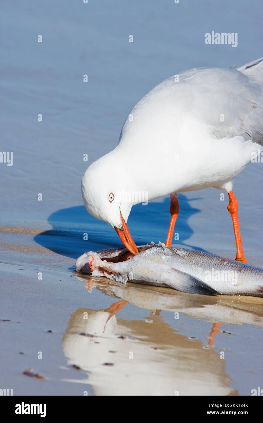Natures Pecking Order Finds A Hungry Larus Novaehollandiae Poking At A ...