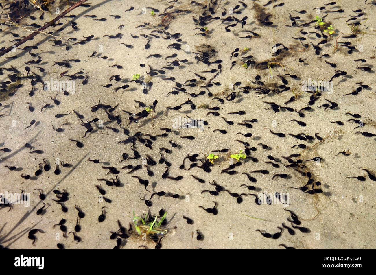 Batrachians (Anura), tadpole, a swarm of tadpoles, the next generation ...