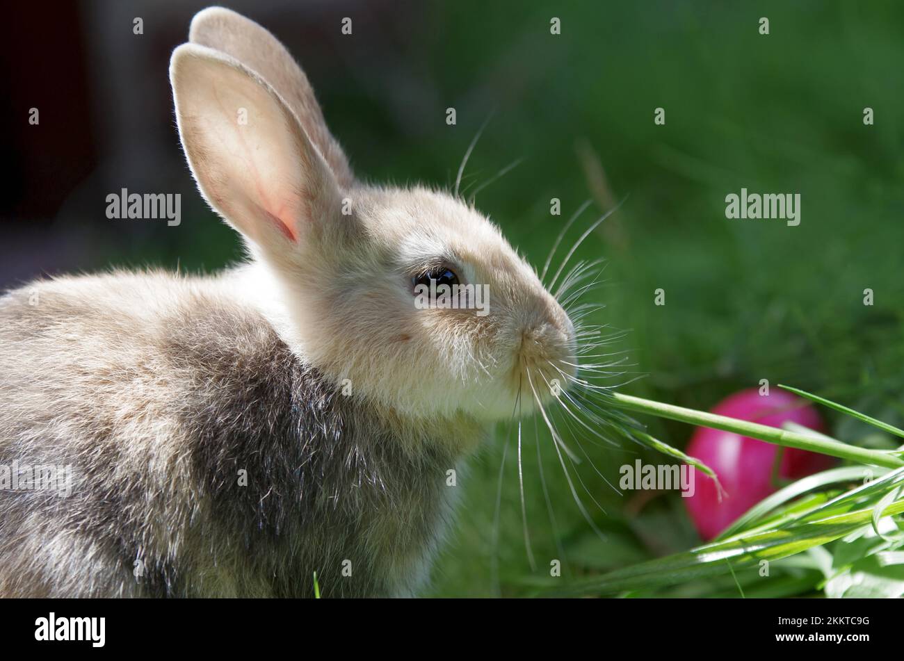 Close-up, domestic rabbit (Oryctolagus cuniculus forma domestica ...