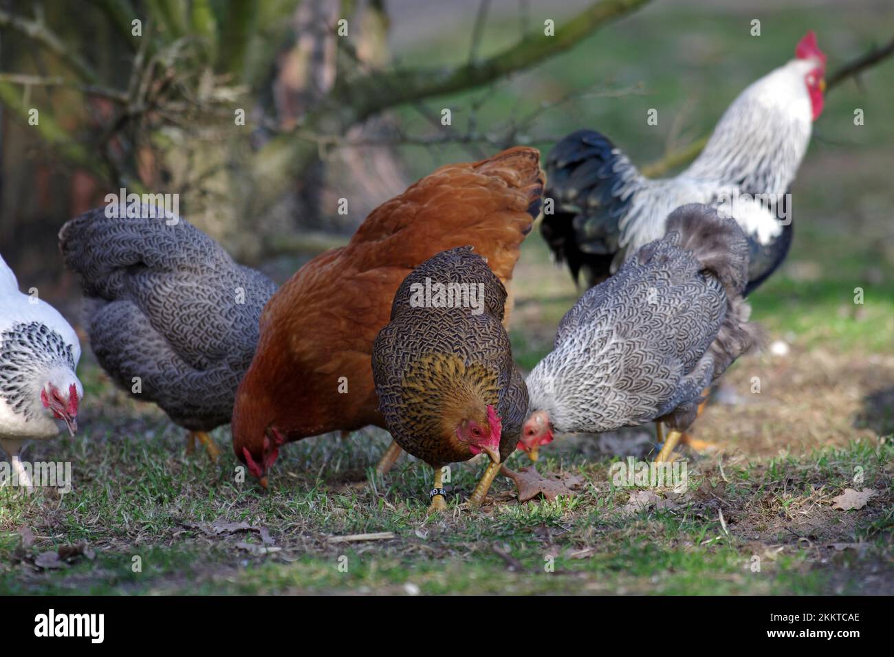 Domestic fowl (Gallus gallus glutinosa), female, male, chickens looking ...