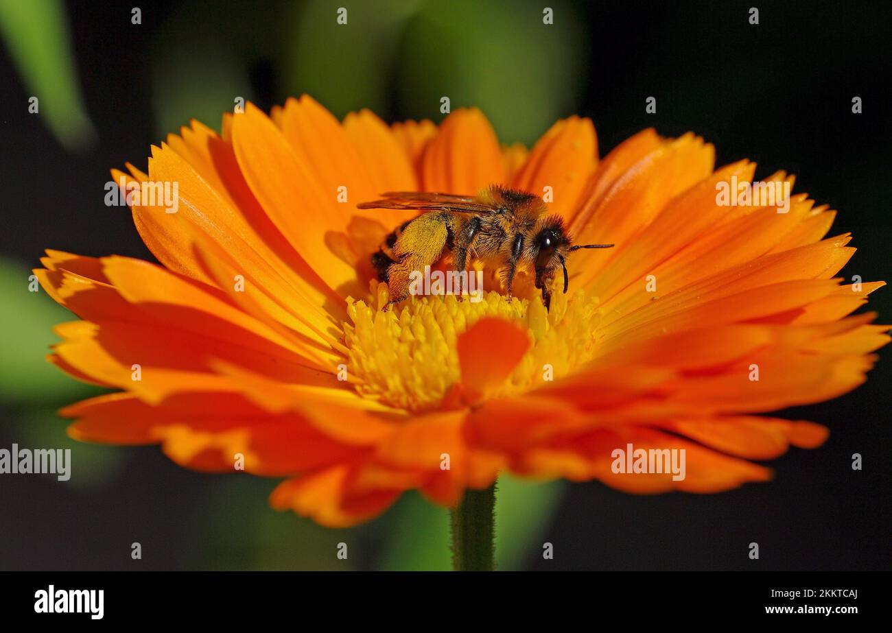 Marigold (Calendula officinalis), bees (Apiformes), marigold with bee ...