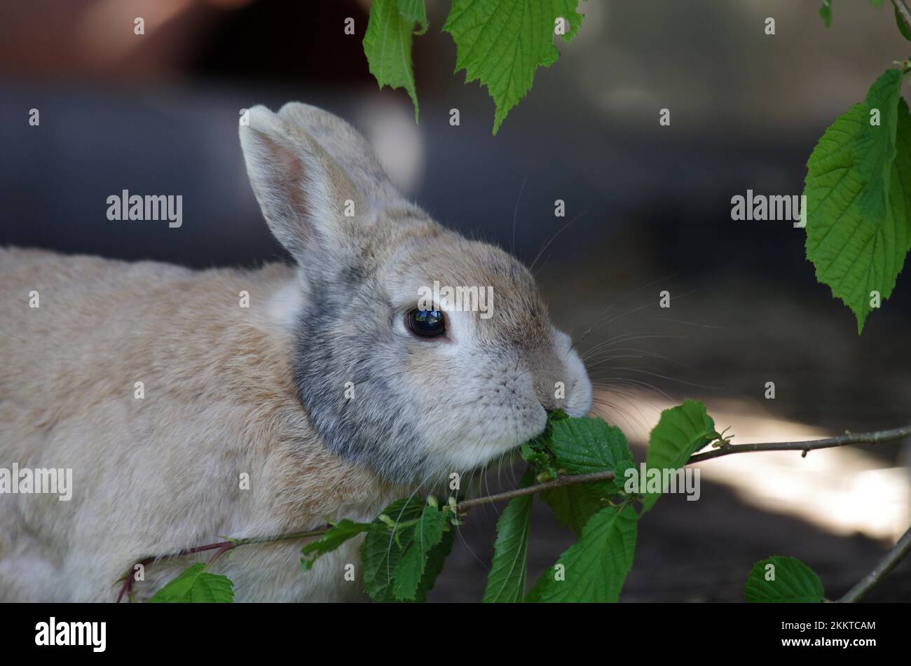 Close-up, domestic rabbit (Oryctolagus cuniculus forma domestica ...