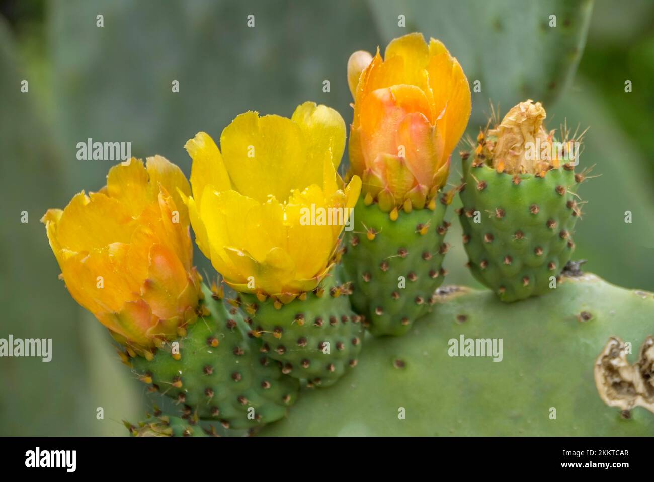 Common prickly pear hi-res stock photography and images - Alamy