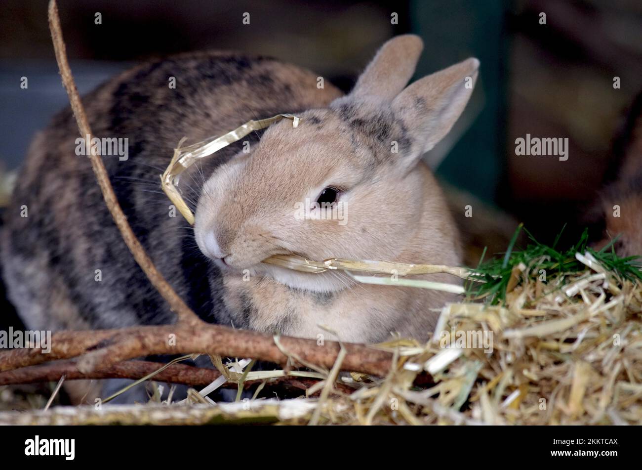 Close-up, domestic rabbit (Oryctolagus cuniculus forma domestica ...