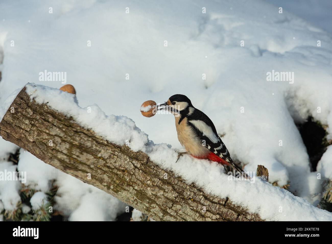 Great spotted woodpecker female with nut in beak sitting on tree trunk ...