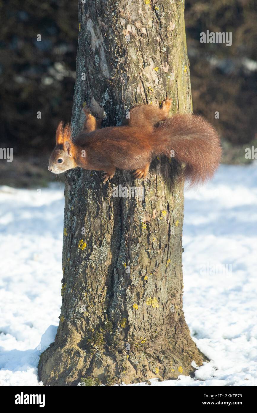 Animal hang on tree hi-res stock photography and images - Alamy
