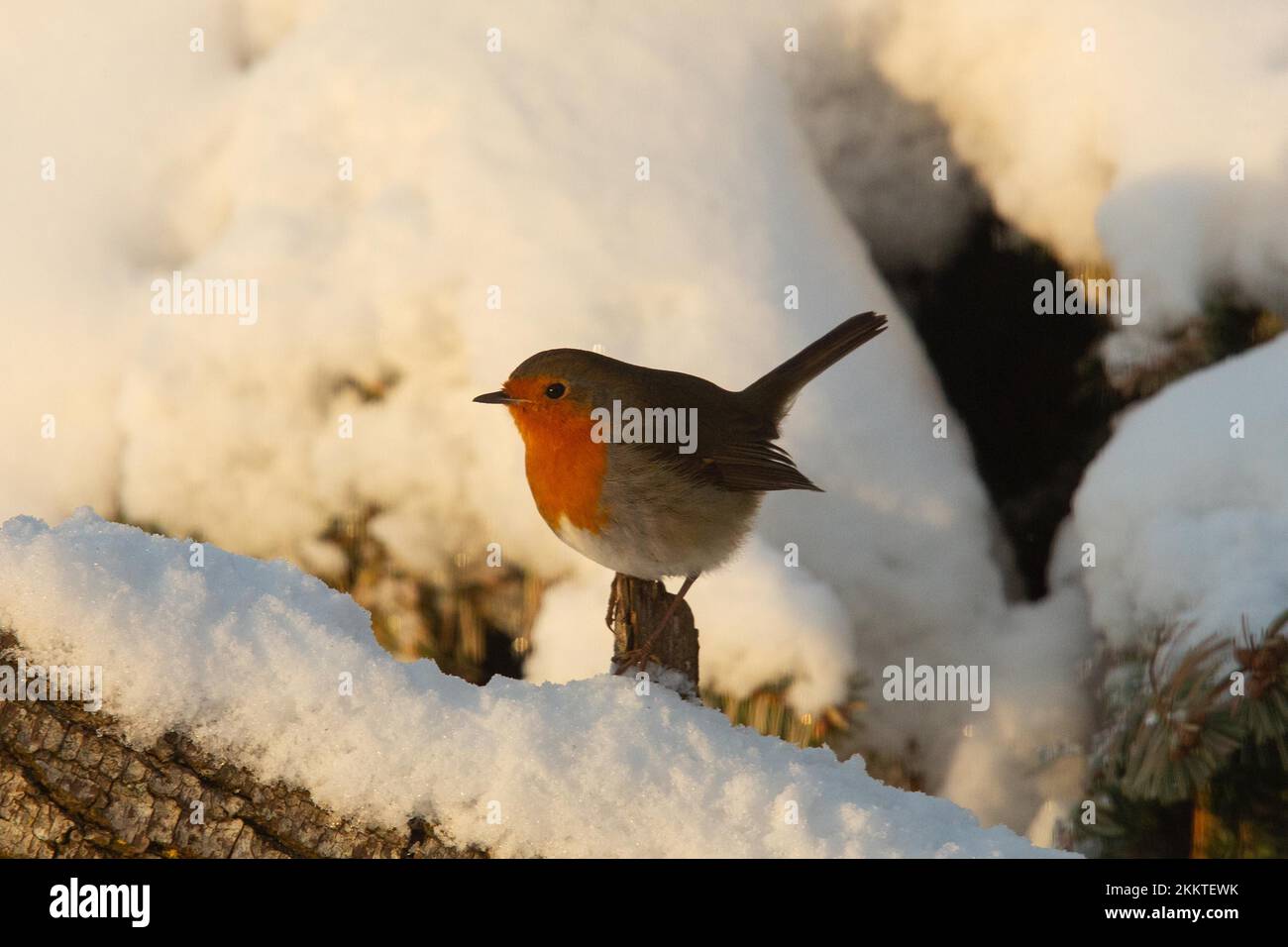 Robin standing and looking to the left hi-res stock photography and ...