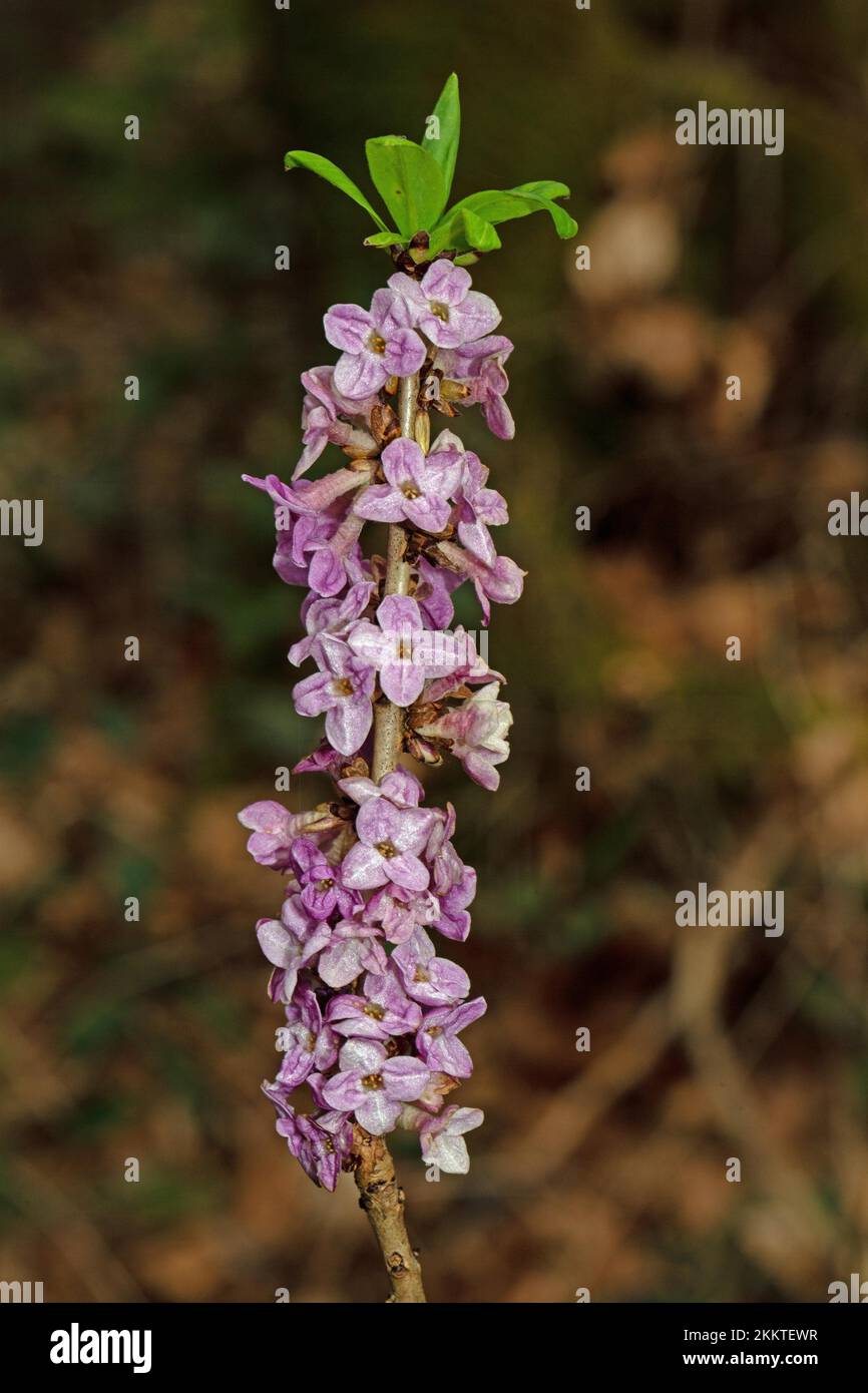 Common daphne branch with several purple flowers Stock Photo - Alamy