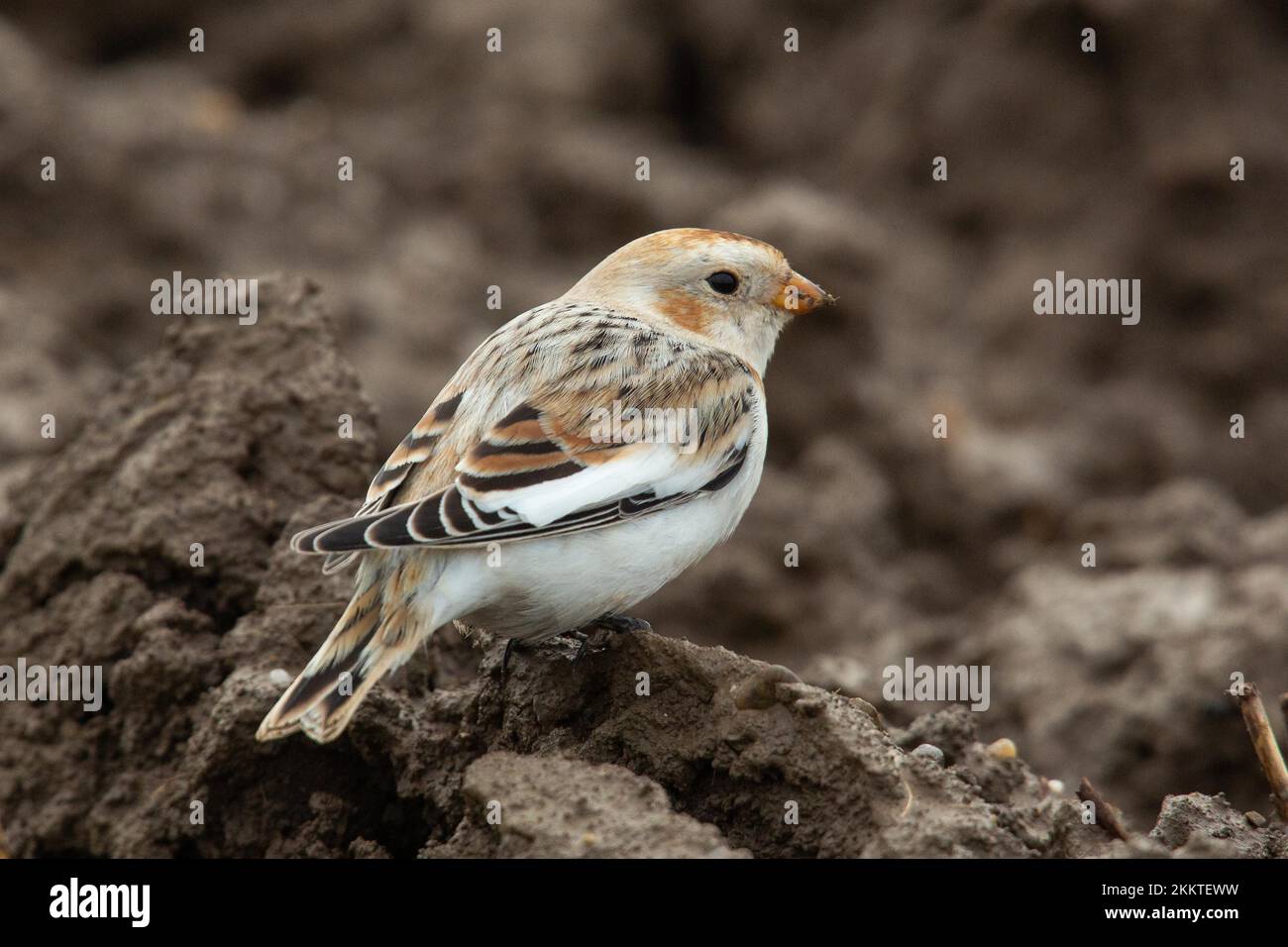 Snow Bunting Female standing in field seen right Stock Photo - Alamy
