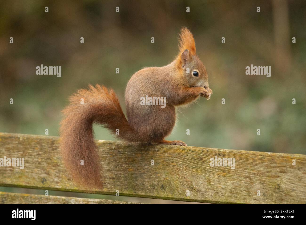 Squirrel standing on back of wooden bench, looking right Stock Photo ...