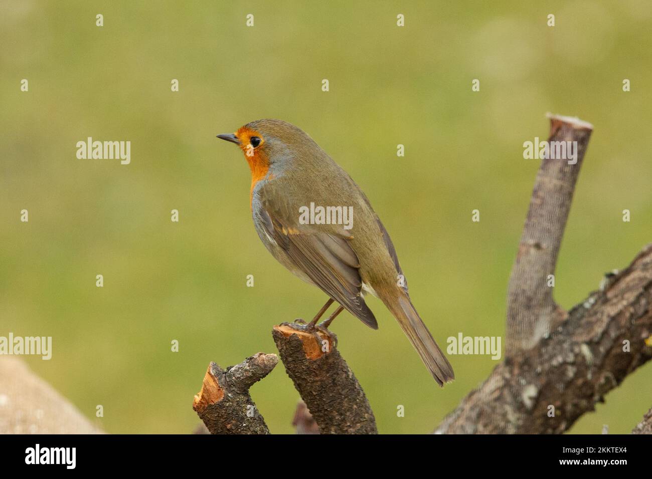 Robin standing on branch looking left Stock Photo - Alamy