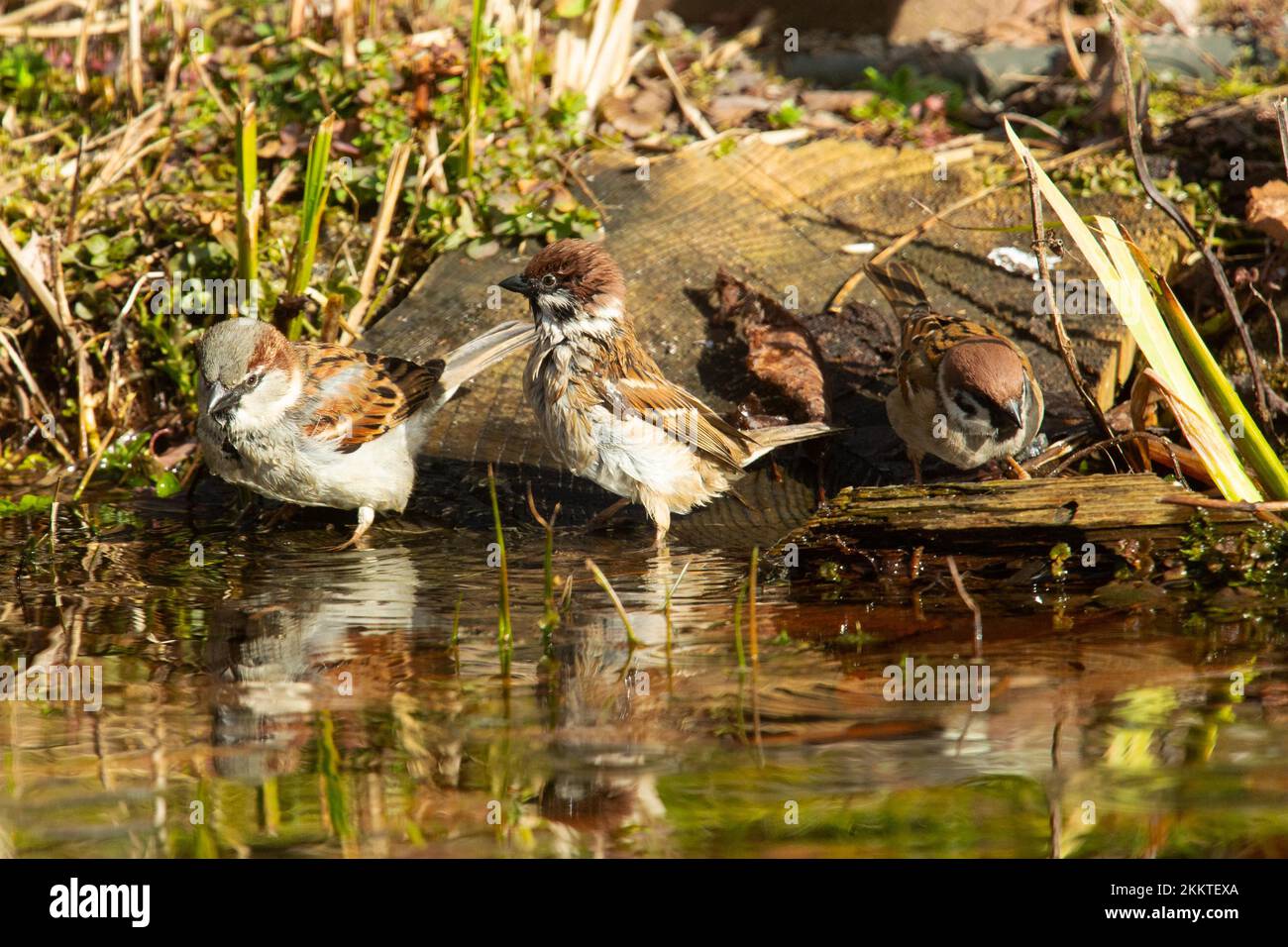 Tree sparrow and house sparrow sitting next to each other at the water ...
