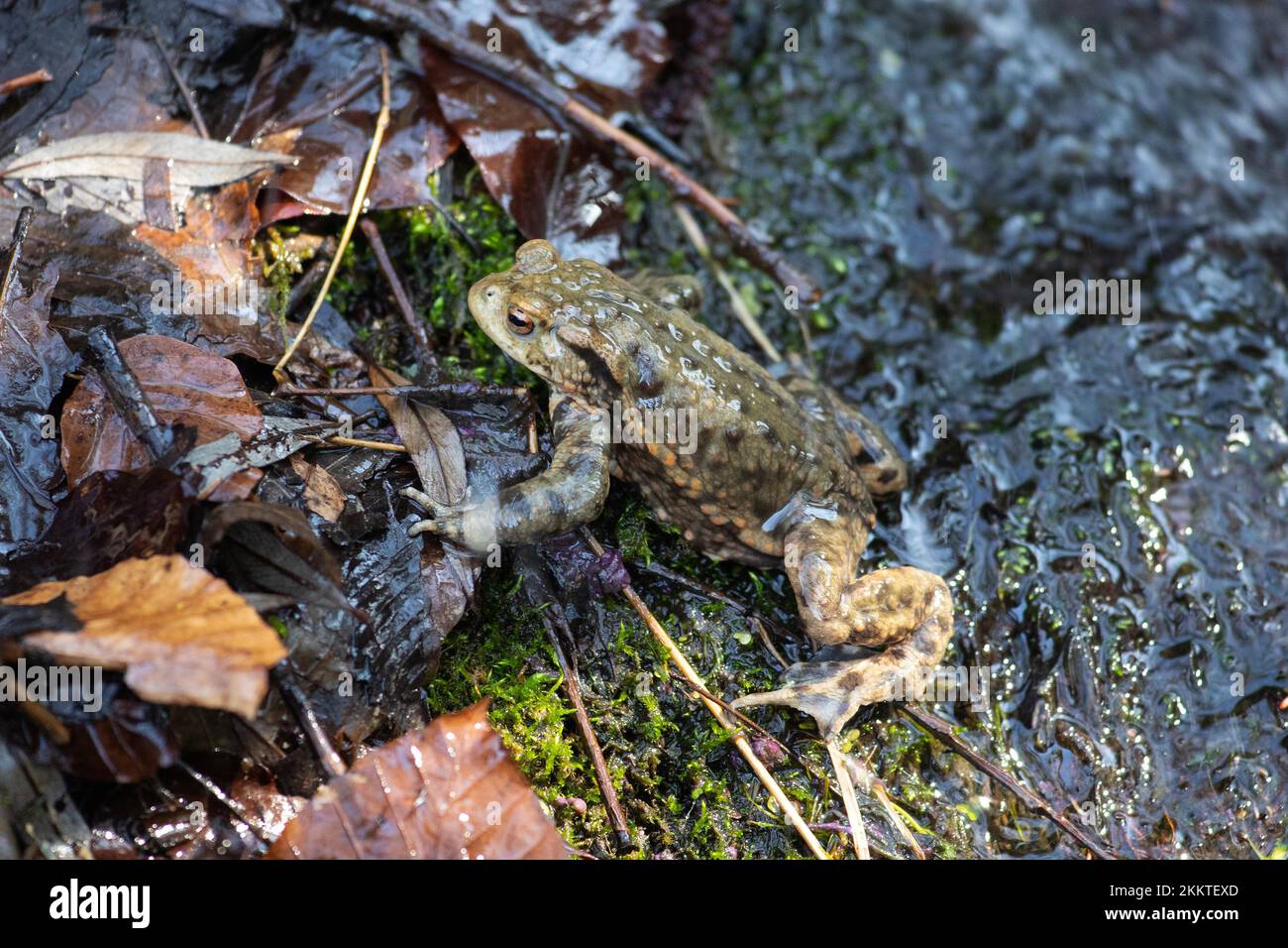 Common toad walking on mudflats seen on the left Stock Photo - Alamy