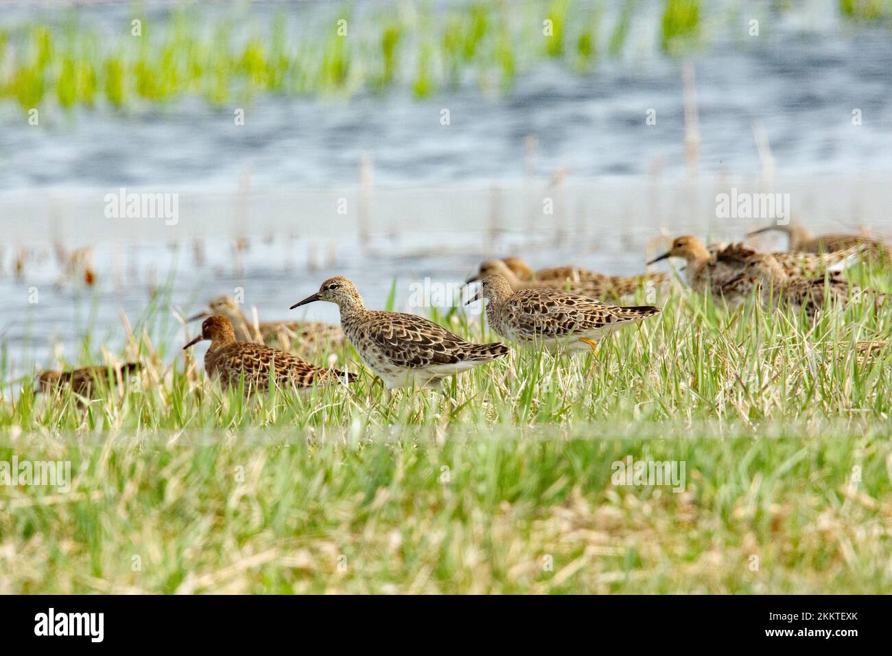 Ruffed Sandpiper several birds standing in green meadow left looking in ...