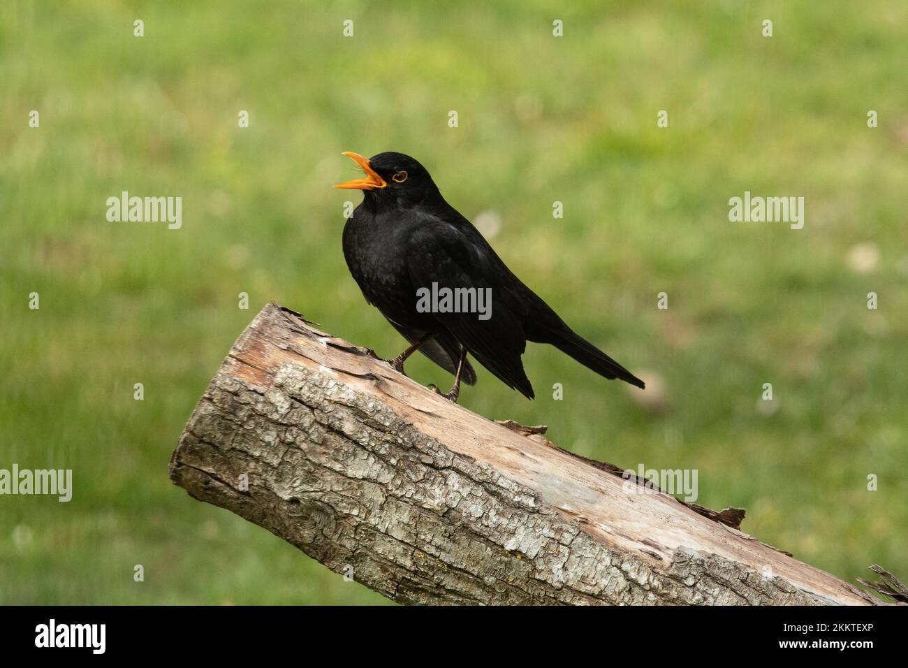 Blackbird male with open beak sitting on branch looking left Stock ...