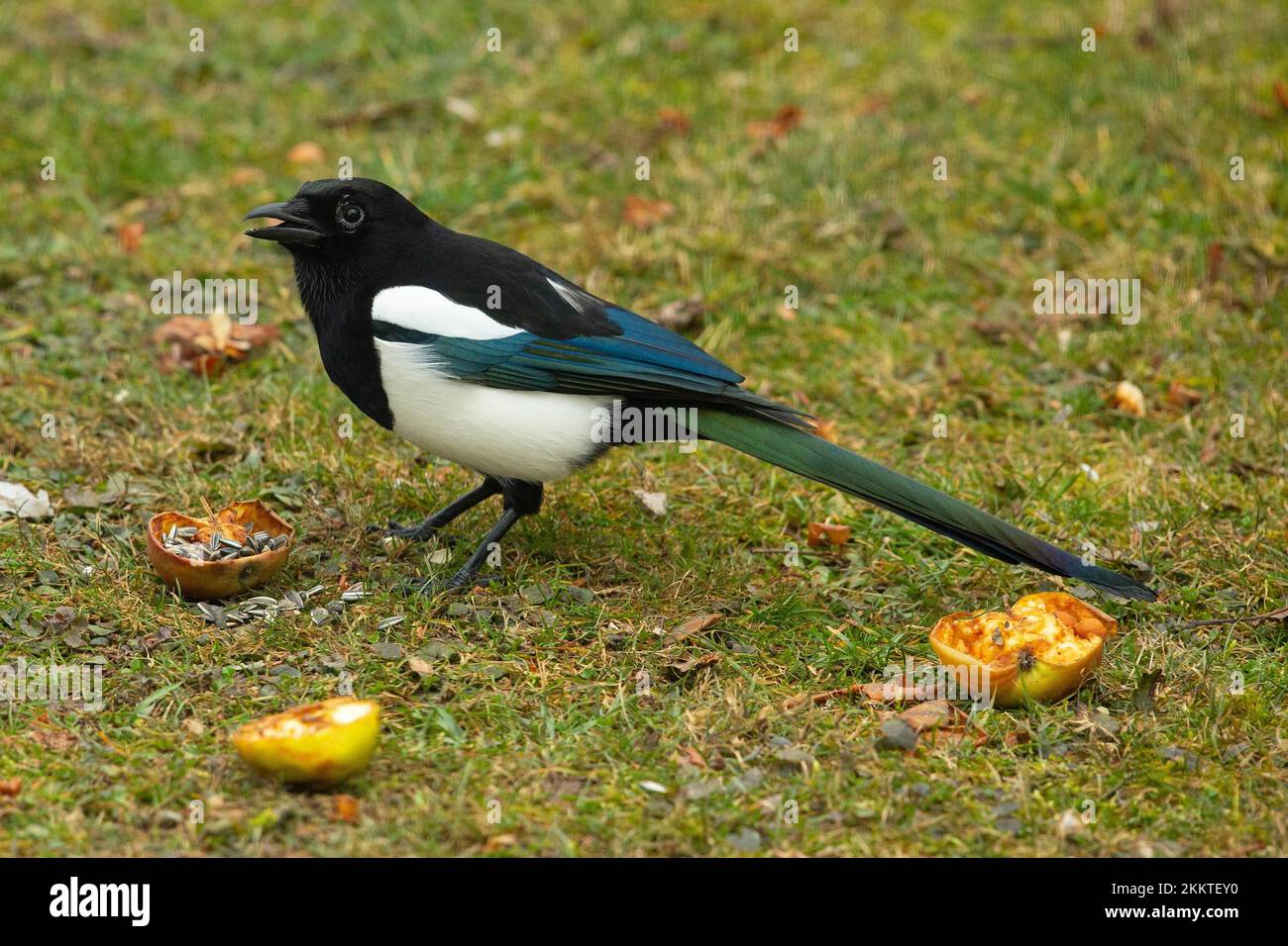 Magpie grass hi-res stock photography and images - Alamy