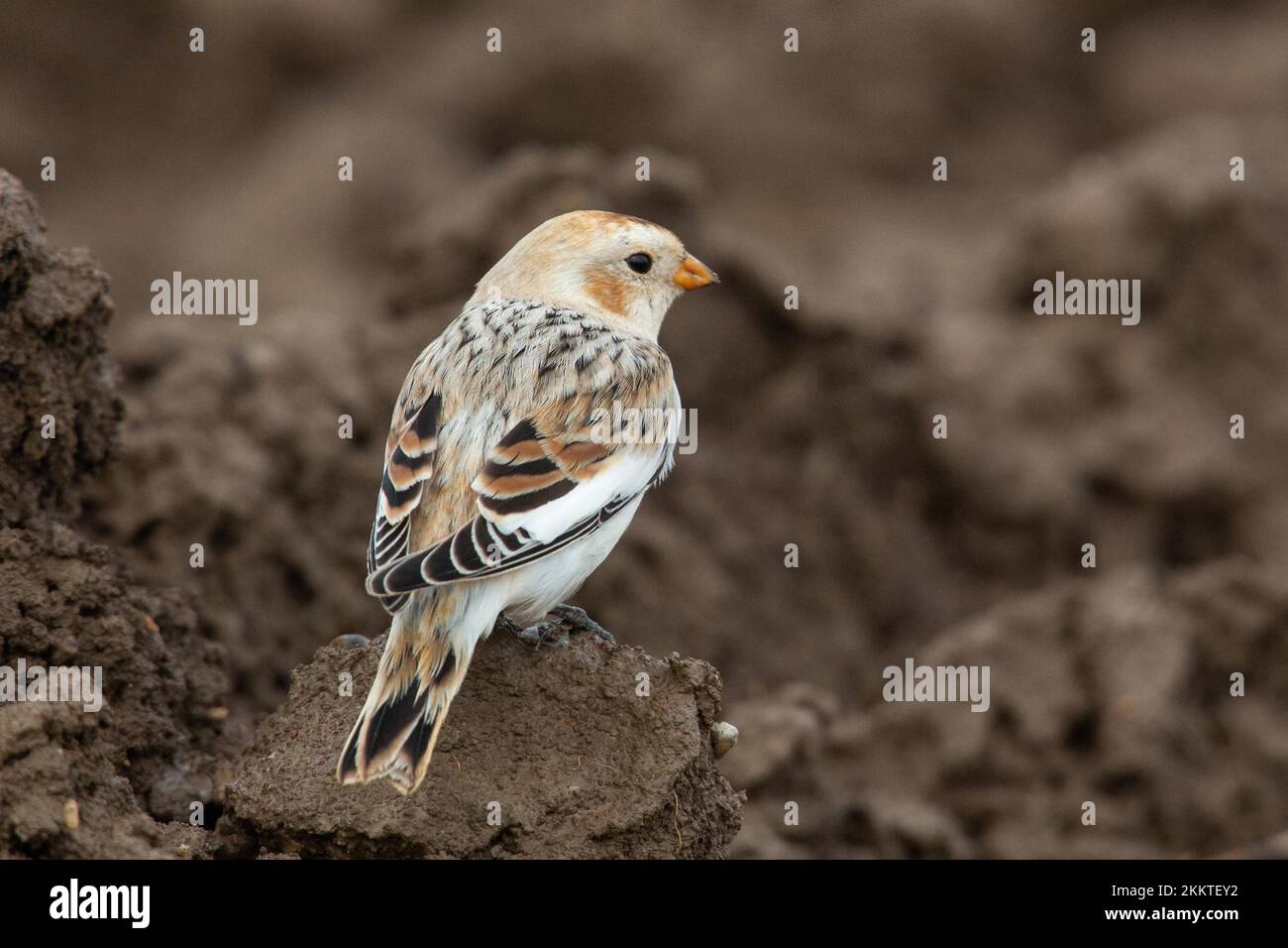 Snow Bunting Female standing in field seen from behind right Stock ...