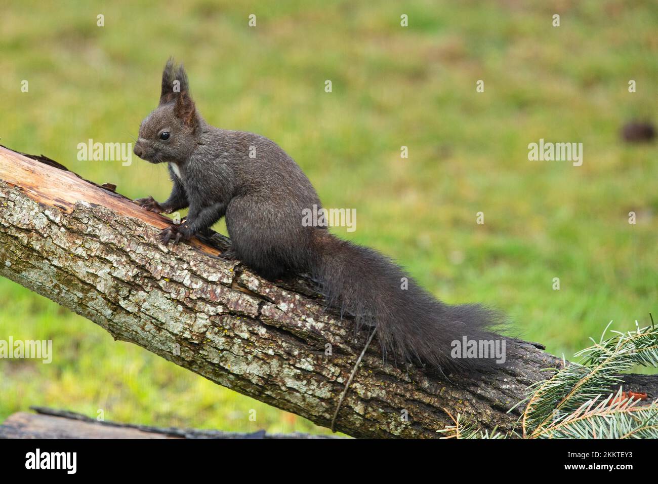 Squirrel sitting on branch looking left Stock Photo - Alamy
