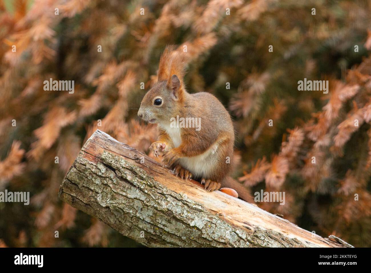 Squirrel sitting on tree trunk looking left Stock Photo - Alamy