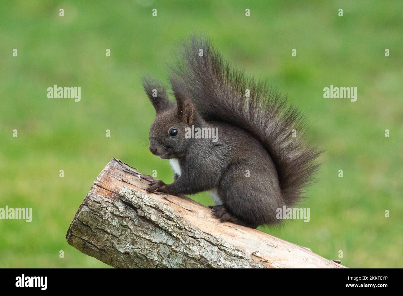 Tree trunk to left hi-res stock photography and images - Alamy