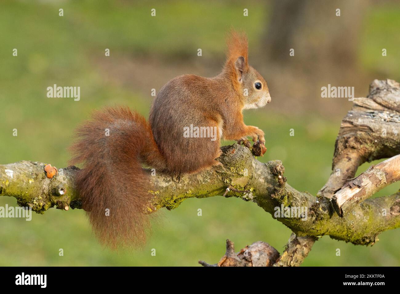 Squirrel sitting on branch looking right Stock Photo - Alamy