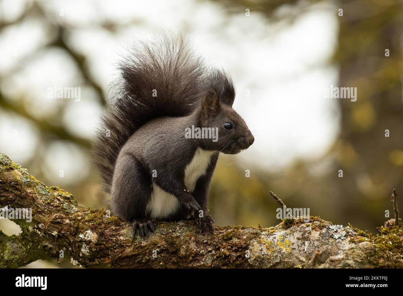 Squirrel sitting on branch looking right Stock Photo - Alamy