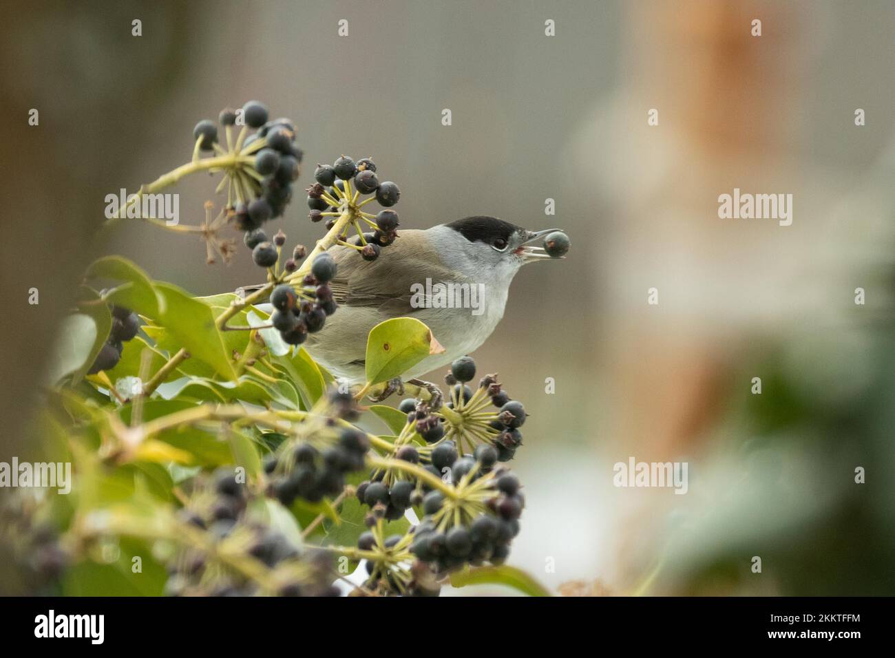 Blackcap male with berry in open beak sitting in ivy bush with berries ...