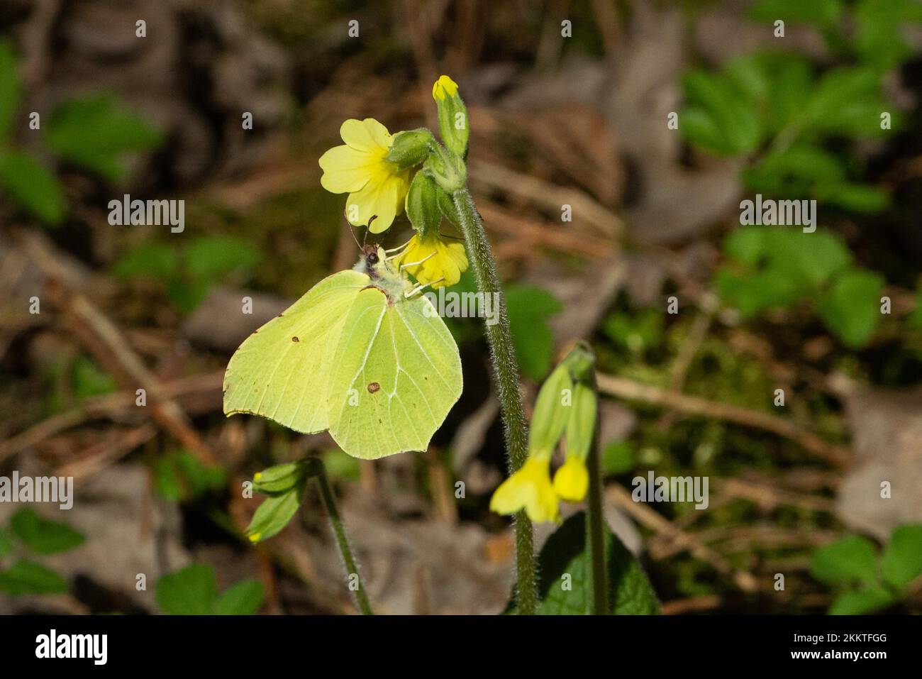 Lemon butterfly male hanging from yellow flowers seen on the right ...