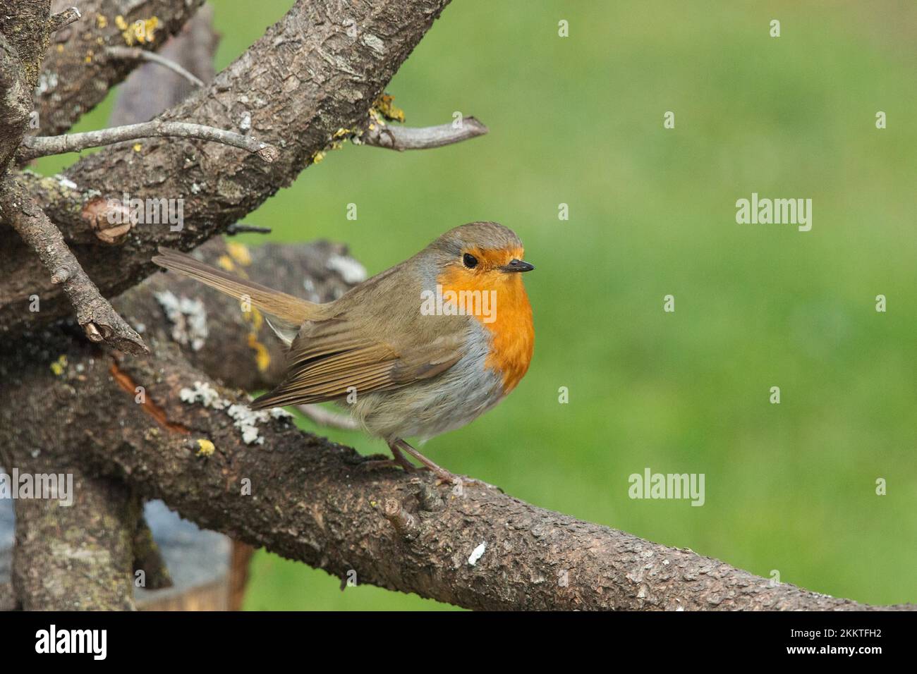 Robin sitting on branch looking right Stock Photo - Alamy